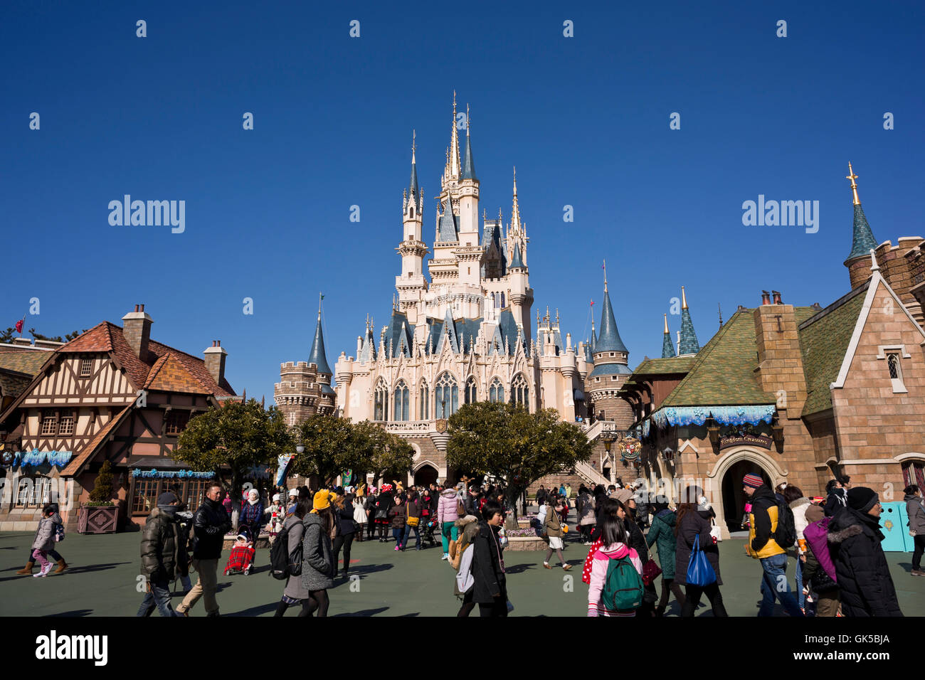 Pink tulip flowers in Tokyo Disneyland Stock Photo - Alamy