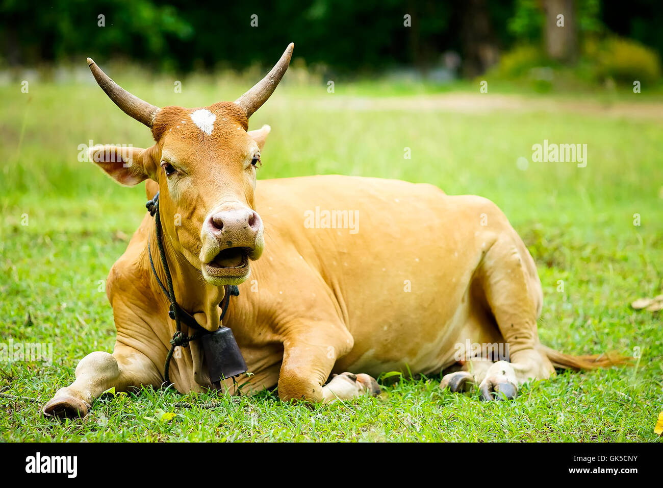 Child with baby cow hi-res stock photography and images - Alamy