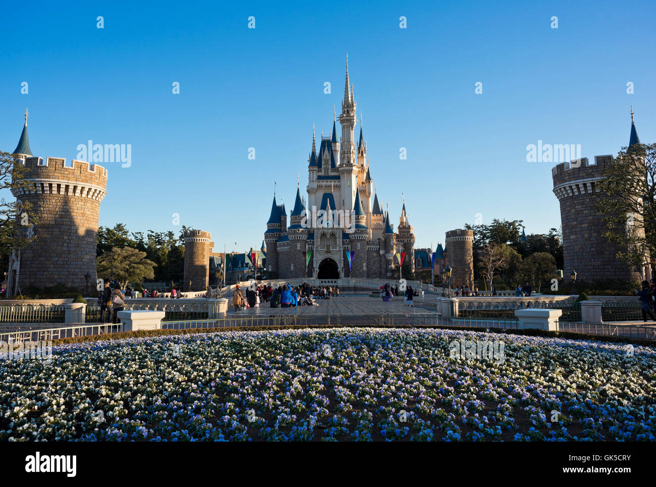 Pink tulip flowers in Tokyo Disneyland Stock Photo - Alamy