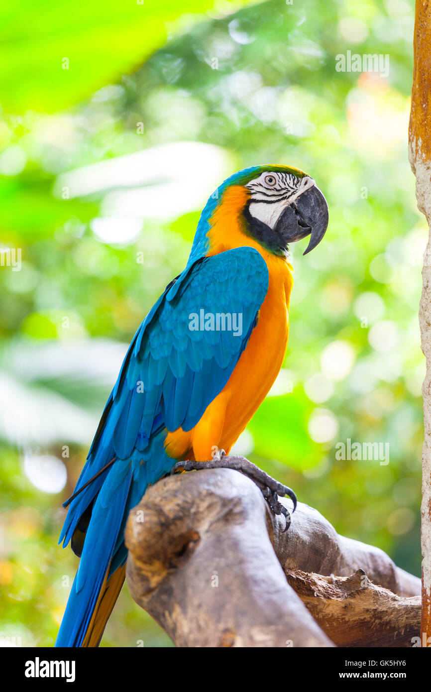 Jurong Bird Park in Singapore parrot Stock Photo - Alamy