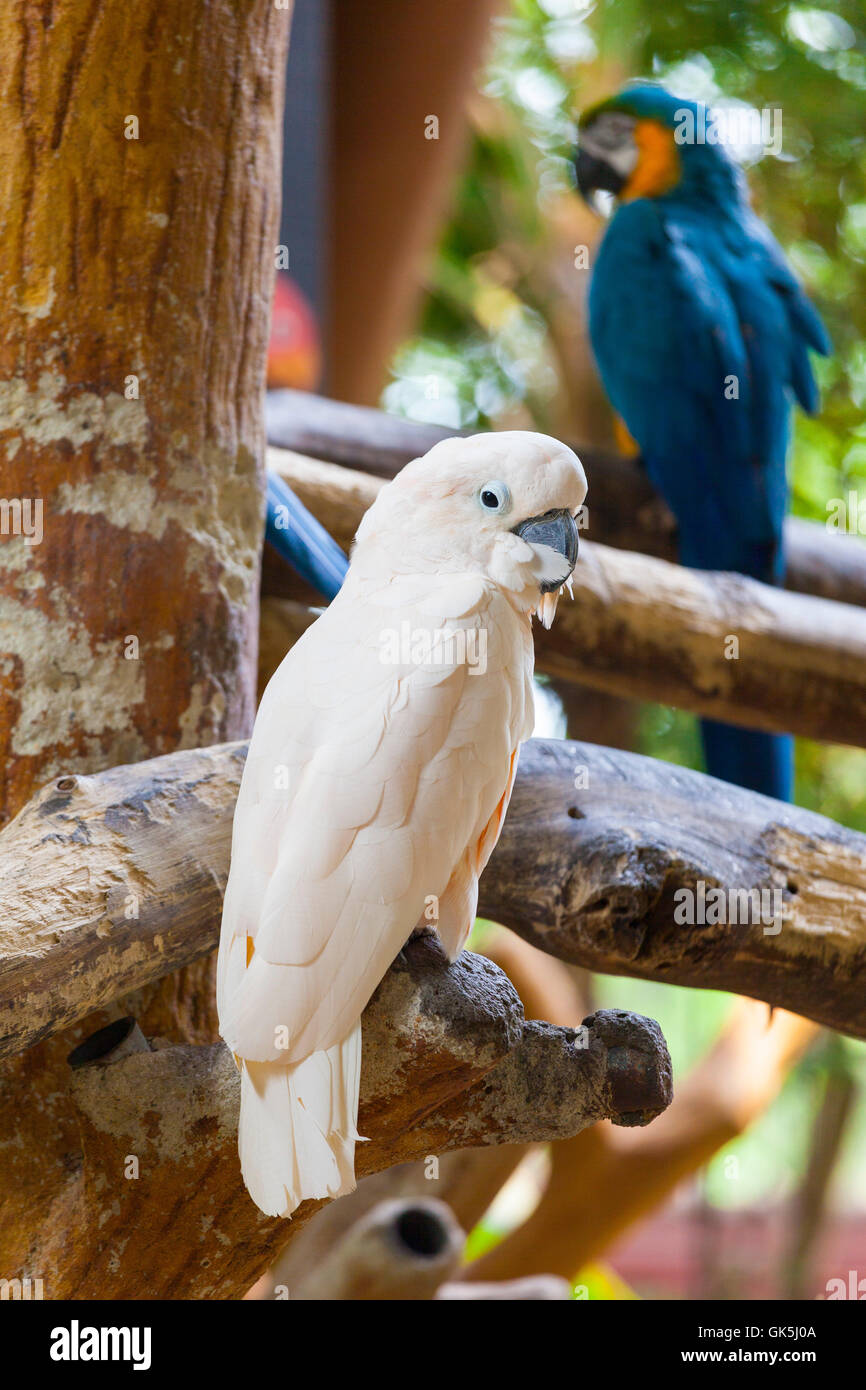 Jurong Bird Park in Singapore parrot Stock Photo - Alamy