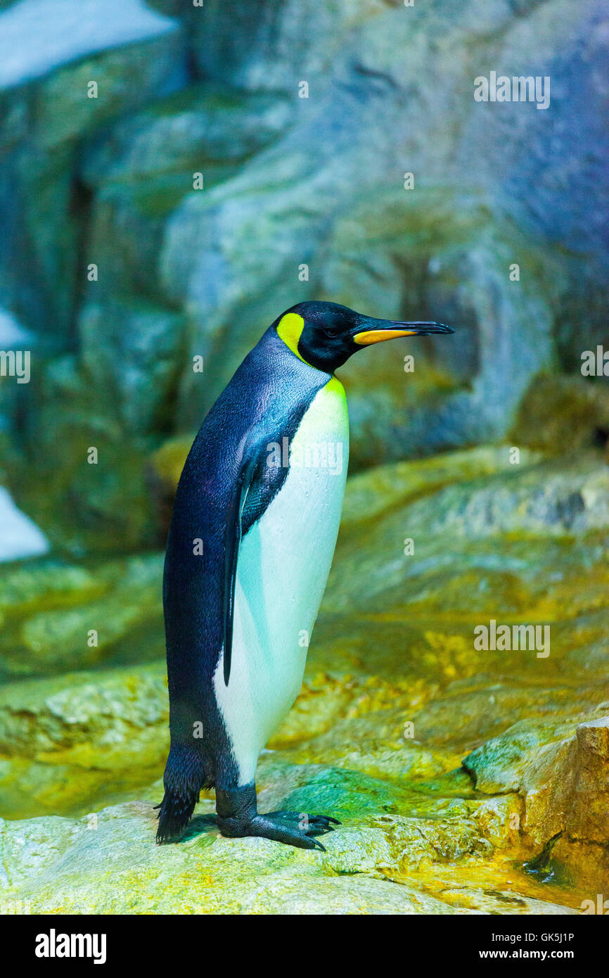 Underwater World Singapore emperor penguin Stock Photo - Alamy
