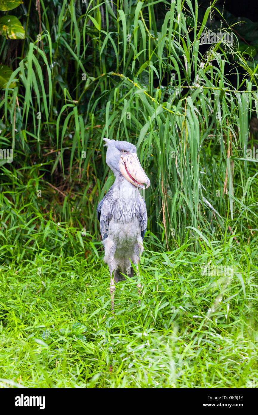 Shoebill Jurong Bird Park in Singapore Stock Photo - Alamy