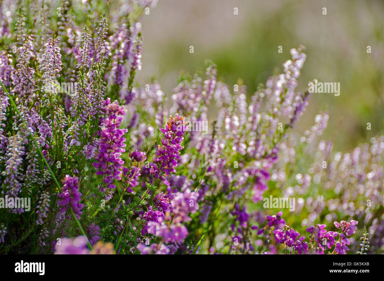 new forest heather Stock Photo - Alamy