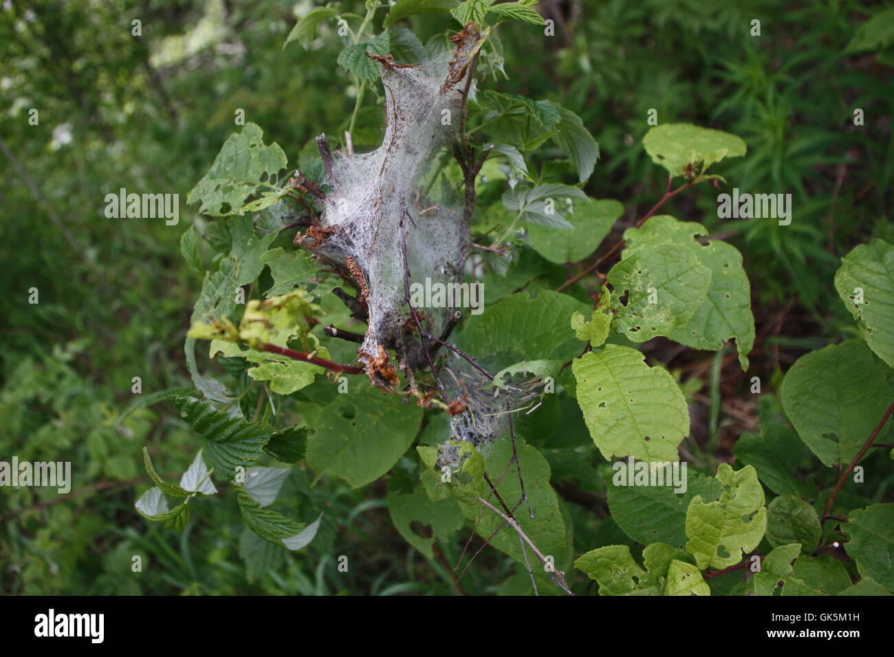 Web worm growth Stock Photo - Alamy