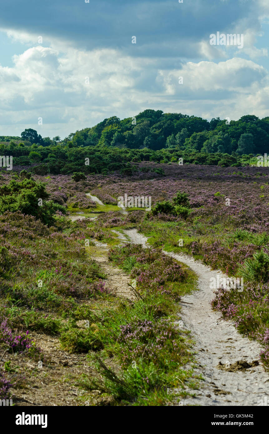 new forest track on heathland Stock Photo - Alamy