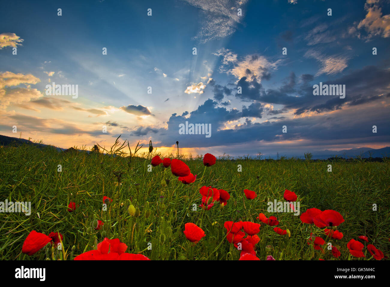 flower plant field Stock Photo - Alamy