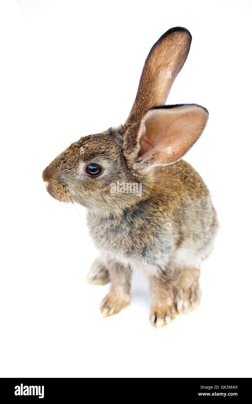 Happy new year rabbit Cut Out Stock Images & Pictures - Alamy