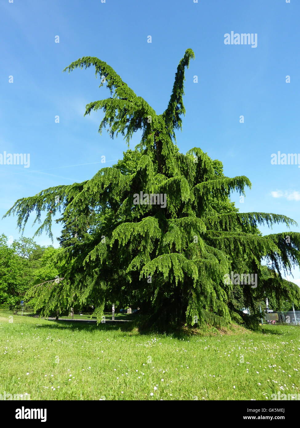Beautiful fir tree Stock Photo - Alamy