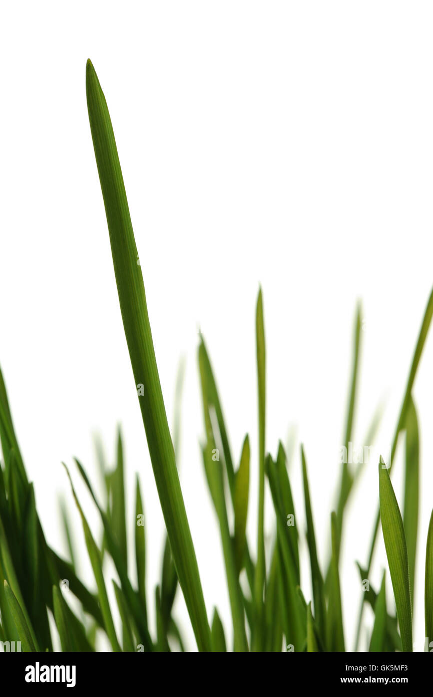 grass is isolated Stock Photo - Alamy