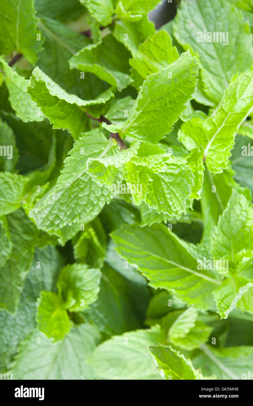 Fresh mint leaves Stock Photo - Alamy