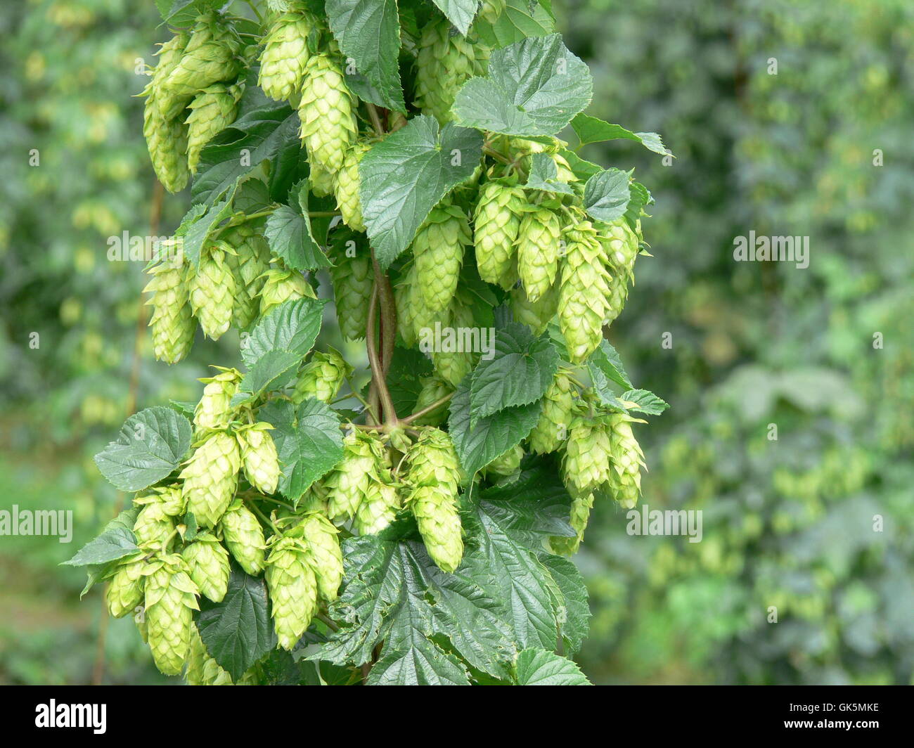 German hops hi-res stock photography and images - Alamy