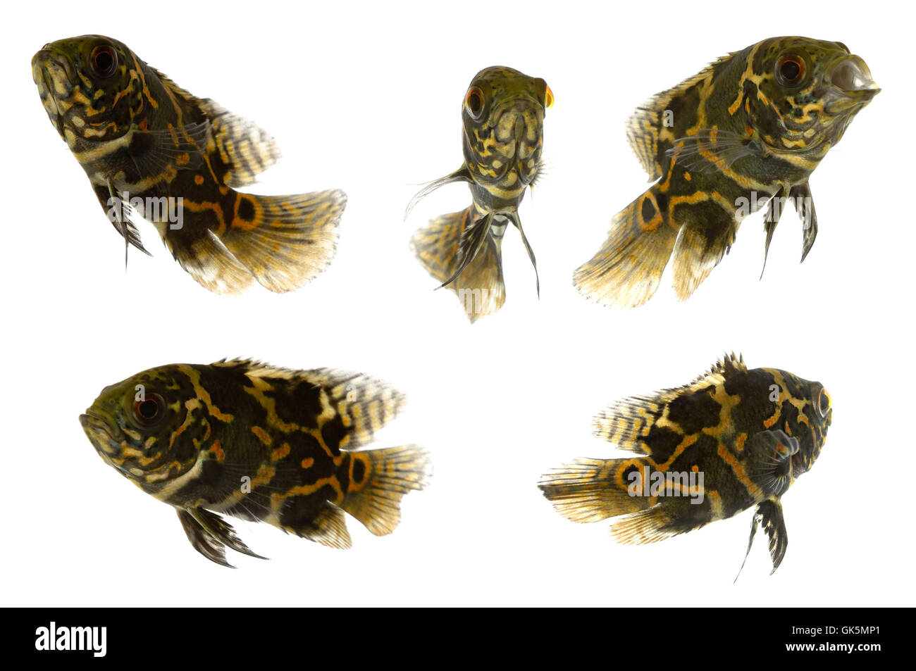 Five tiger oscar fish Stock Photo - Alamy