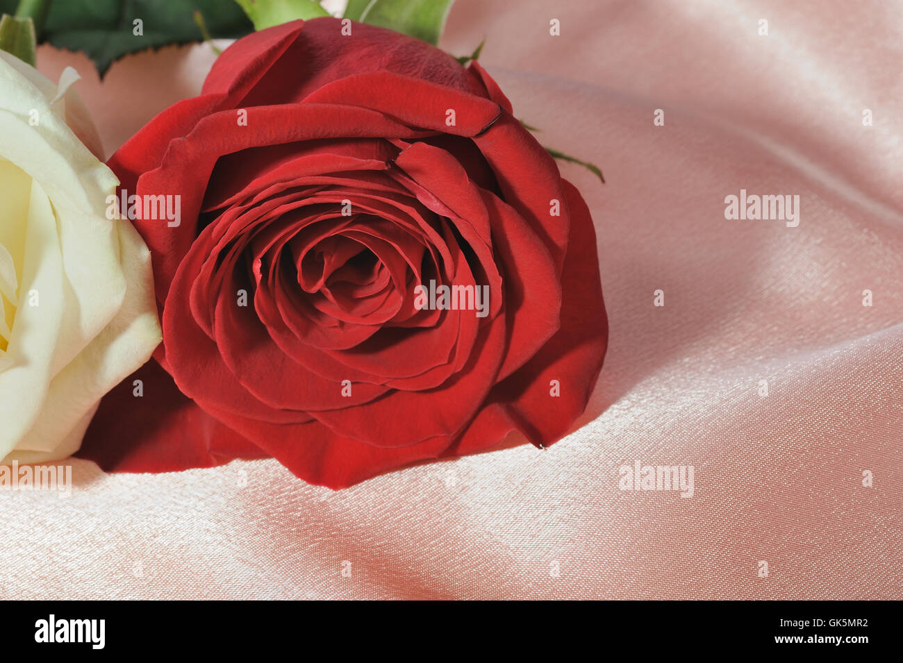 Rose on satin Stock Photo - Alamy