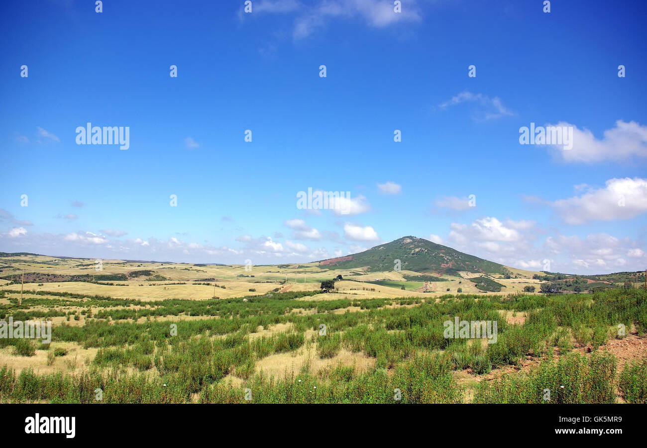 travel tree portugal Stock Photo - Alamy