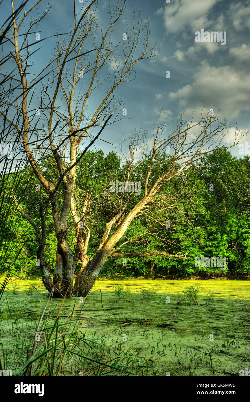 Bog and dry tree Stock Photo - Alamy