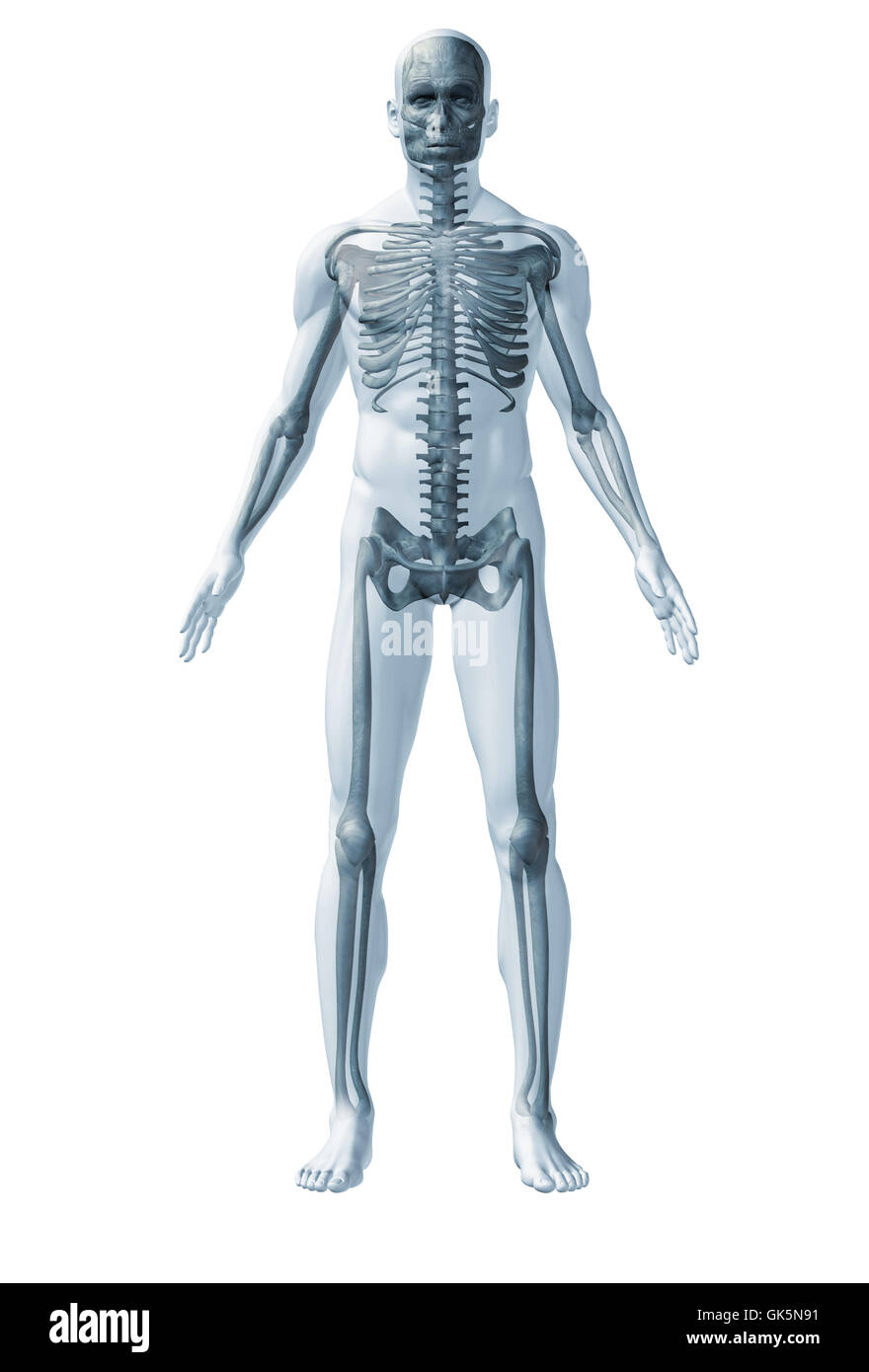 Skeleton human silhouette body hi-res stock photography and images - Alamy