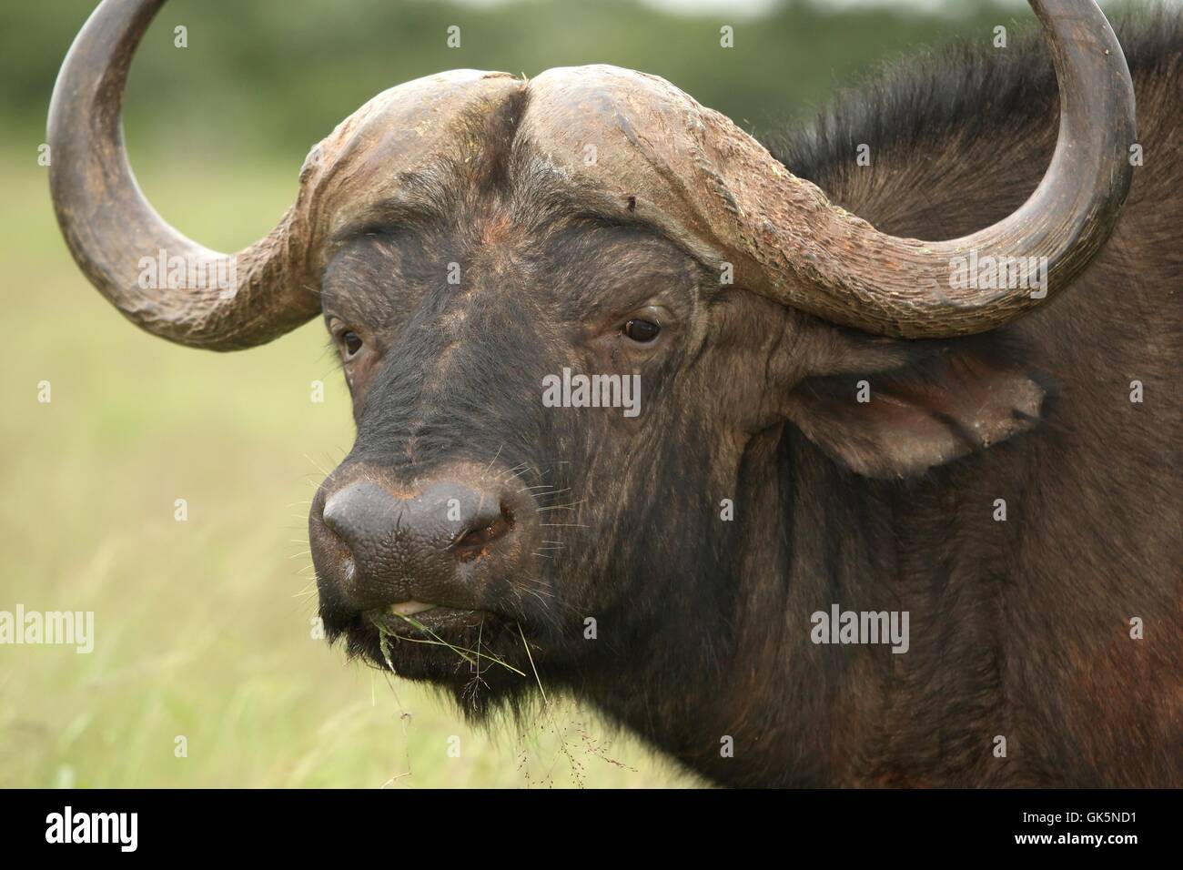 African Buffalo Portrait Stock Photo - Alamy
