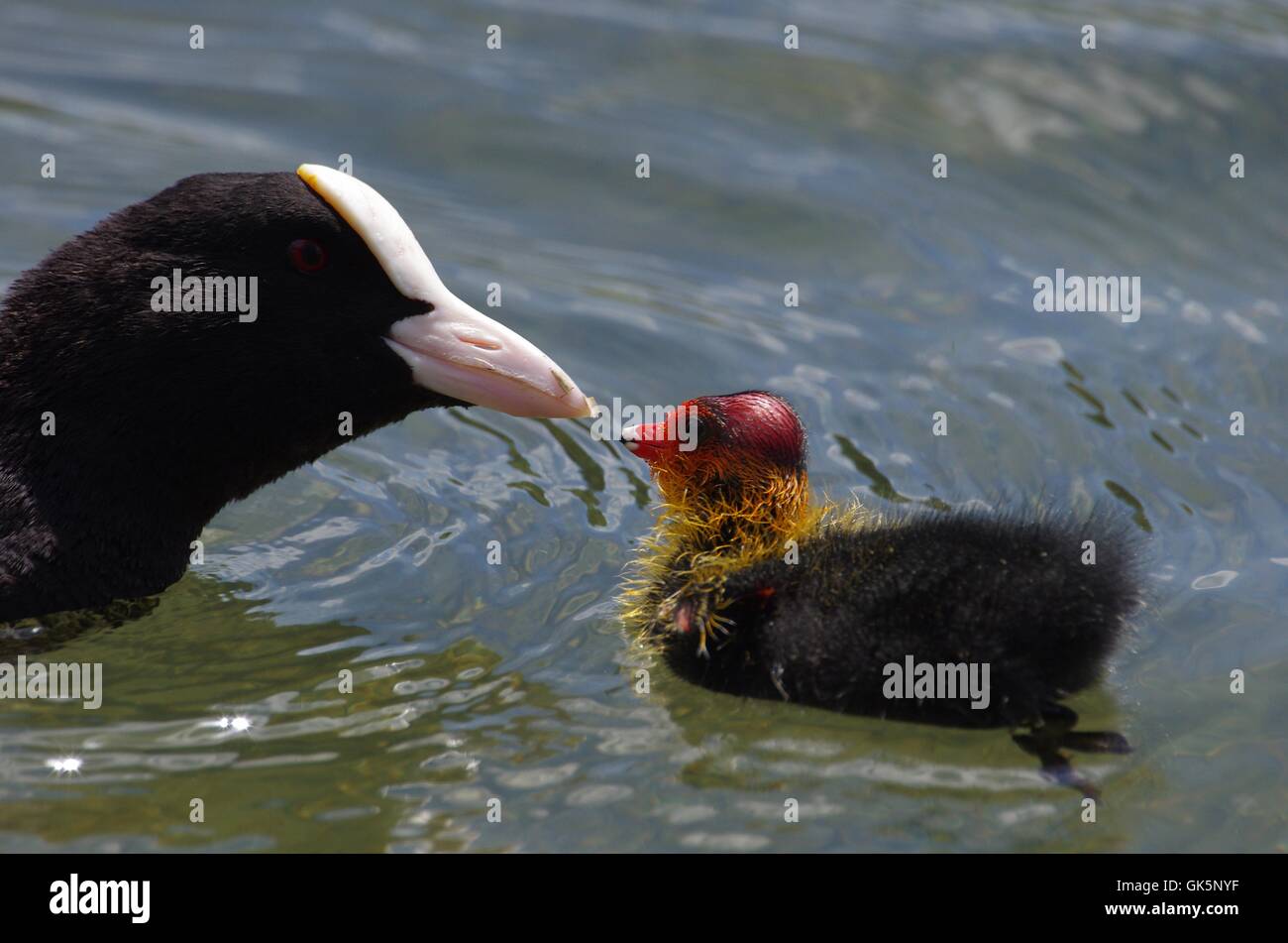 Squabs hi-res stock photography and images - Alamy