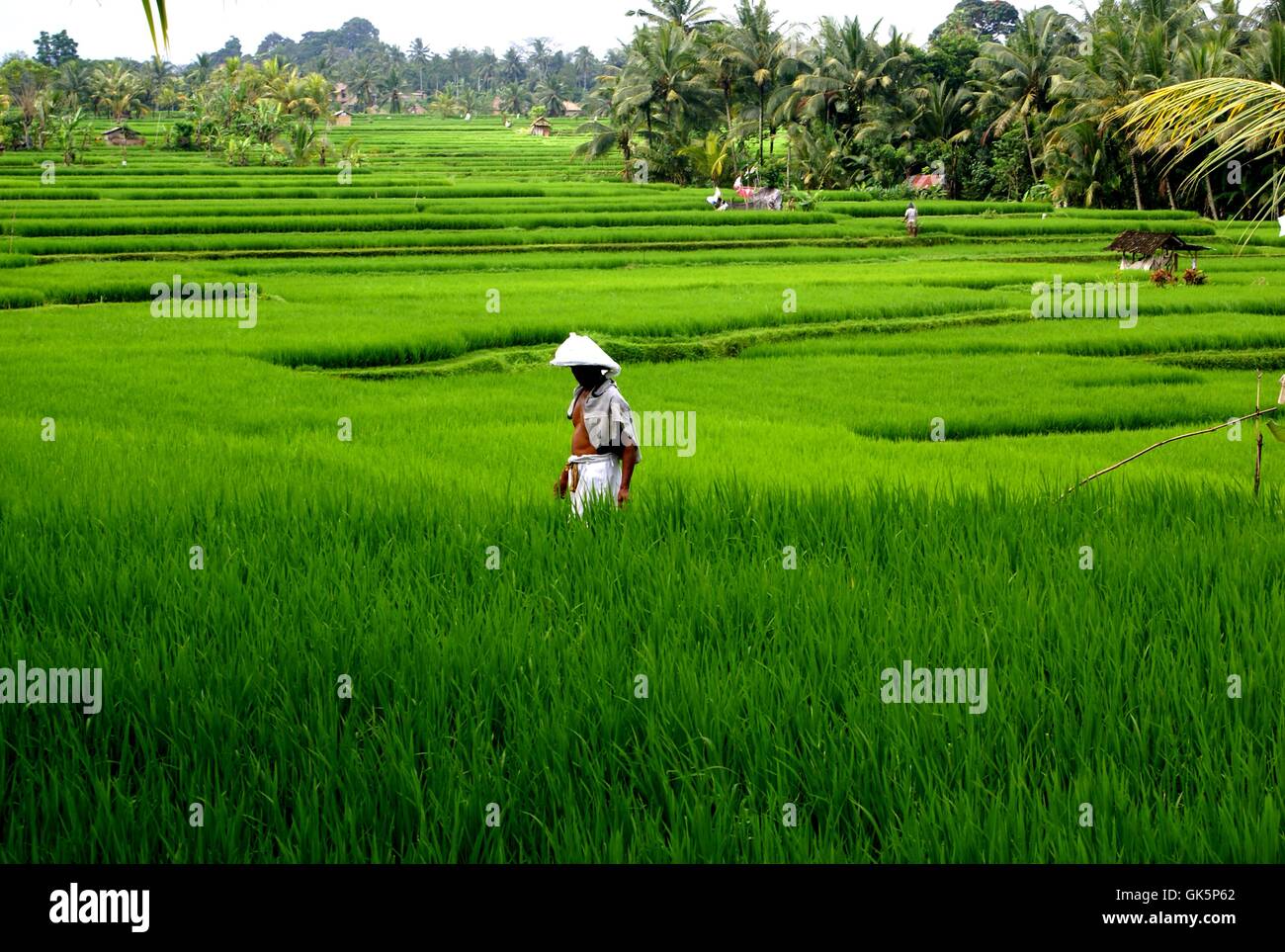 Rice field, Bali, Indonesia Stock Photo - Alamy