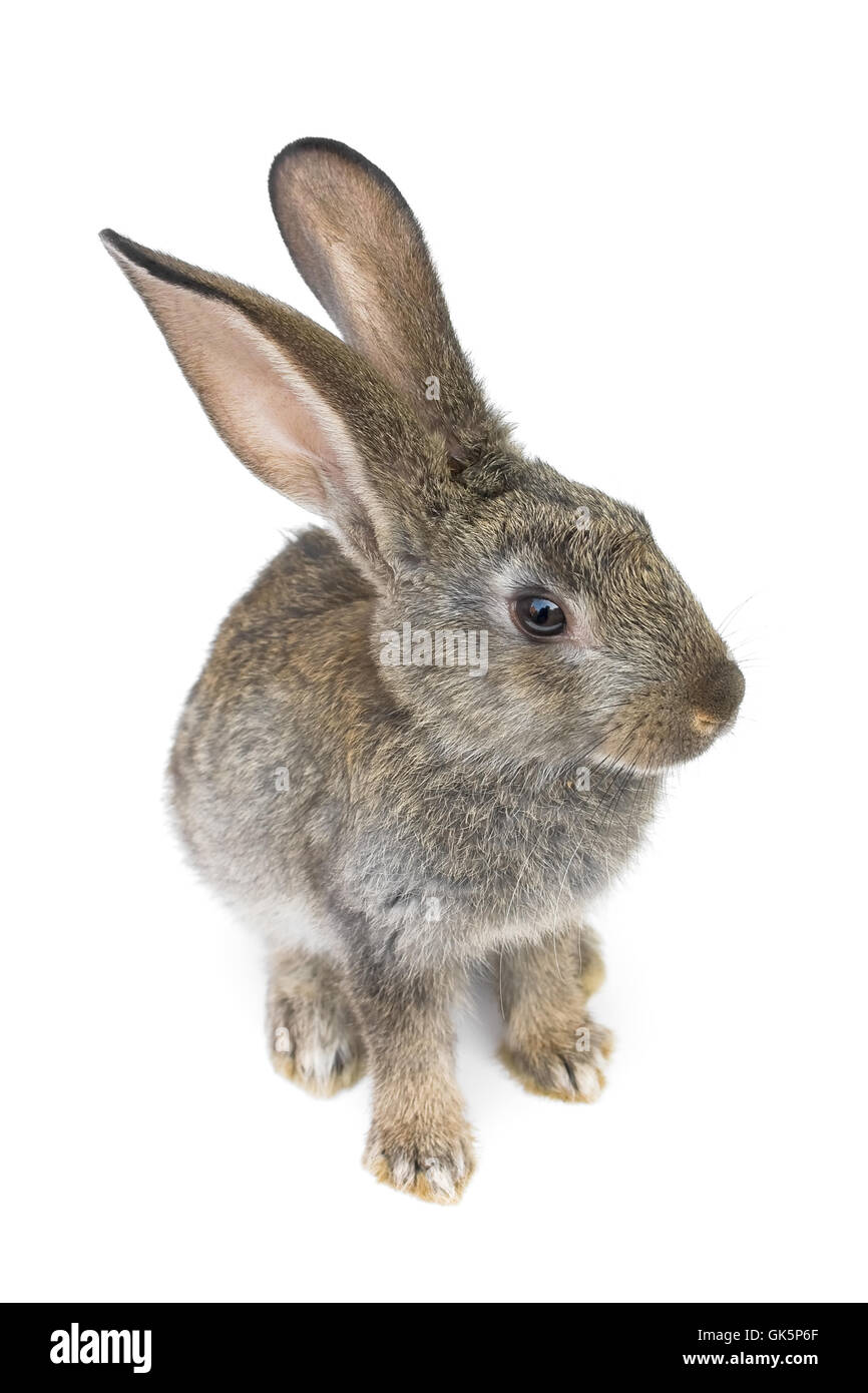 Breeding domestic rabbits hi-res stock photography and images - Alamy