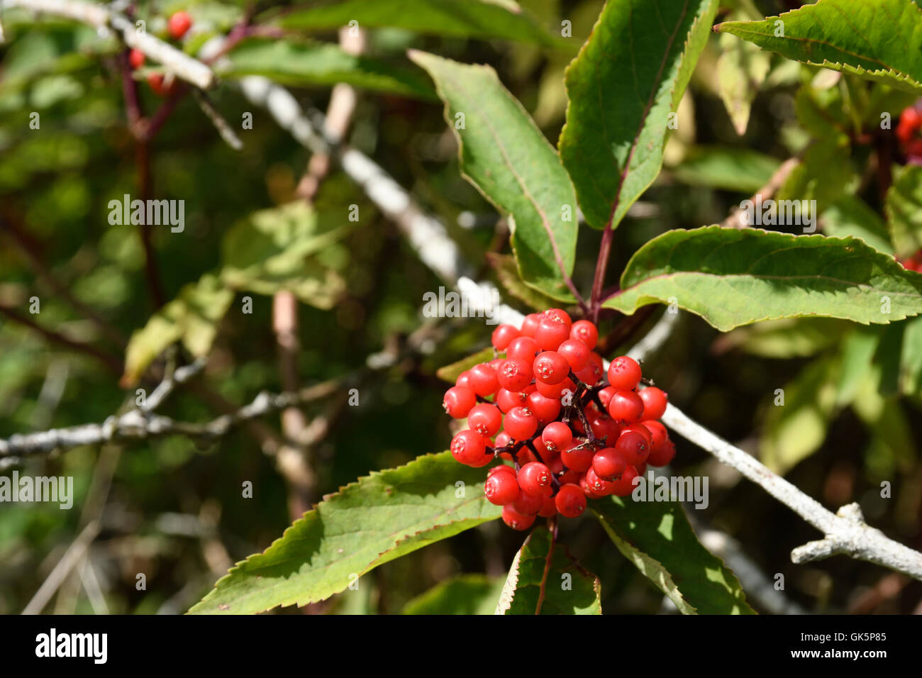 Toxic elder plant hi-res stock photography and images - Alamy