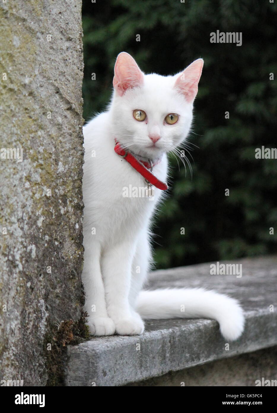 White cat on a wall Stock Photo - Alamy