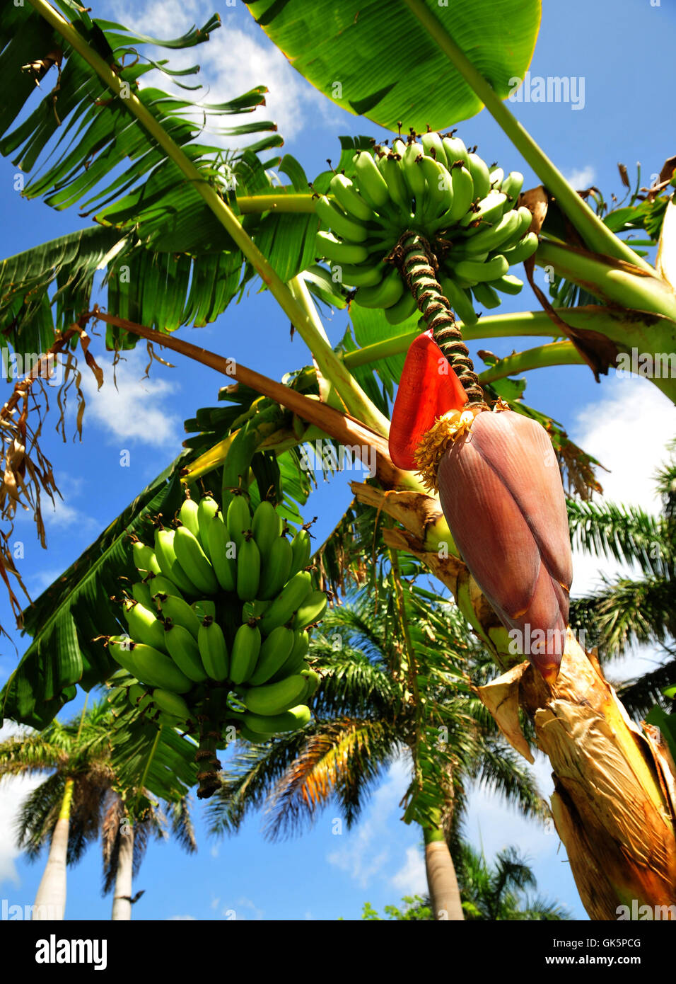 banana tropical bananas Stock Photo - Alamy