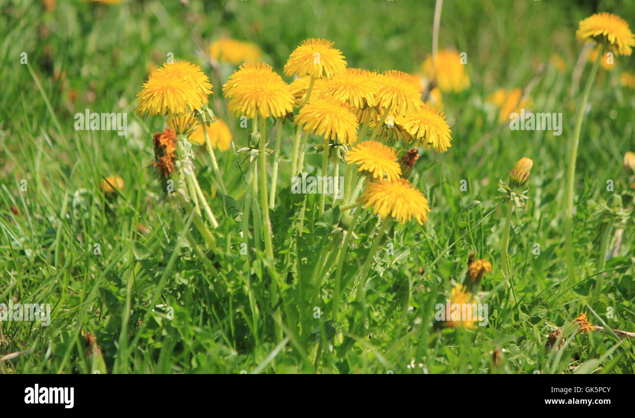 Dandelions life cycle hi-res stock photography and images - Alamy