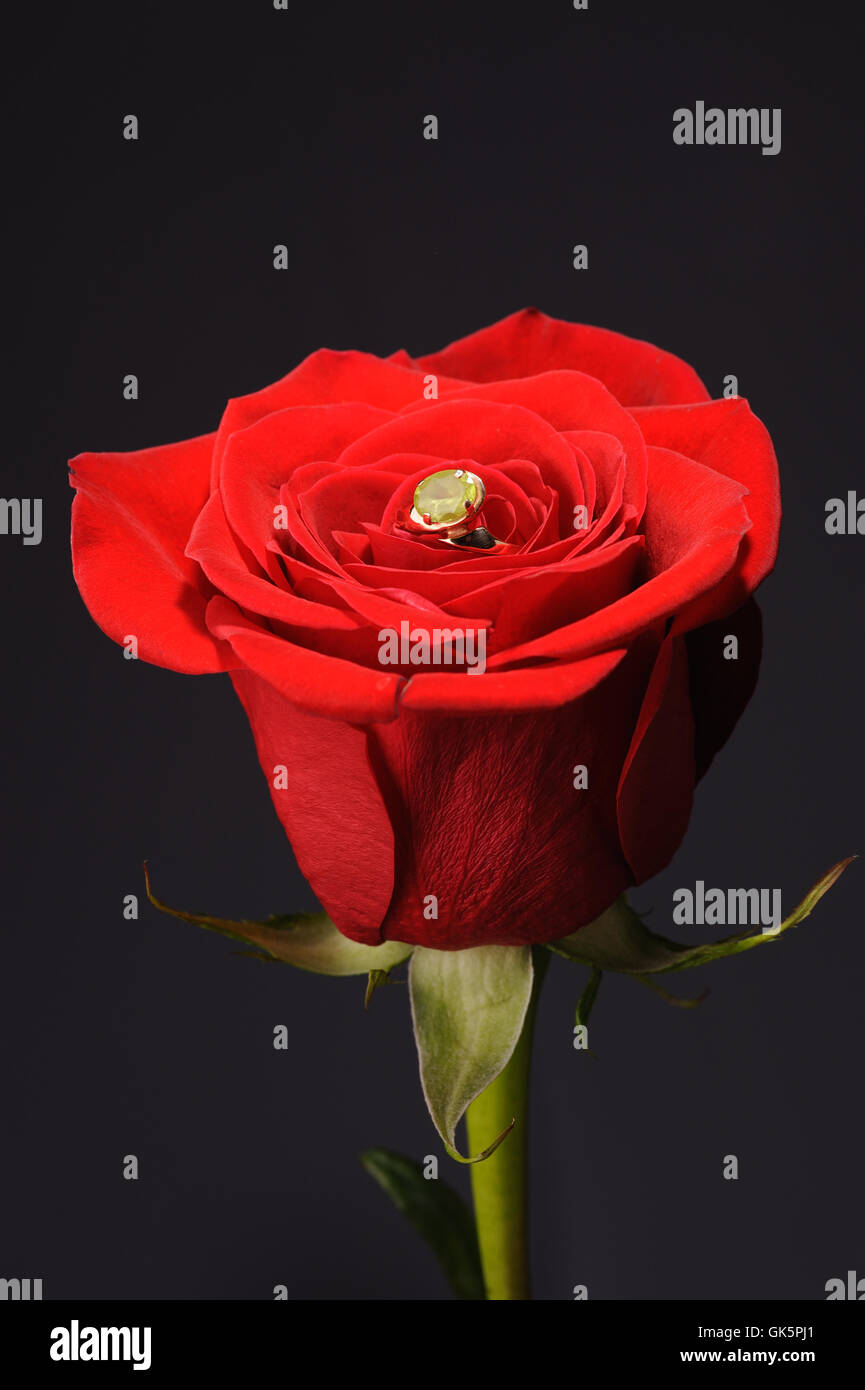 Ring in a red rose Stock Photo - Alamy