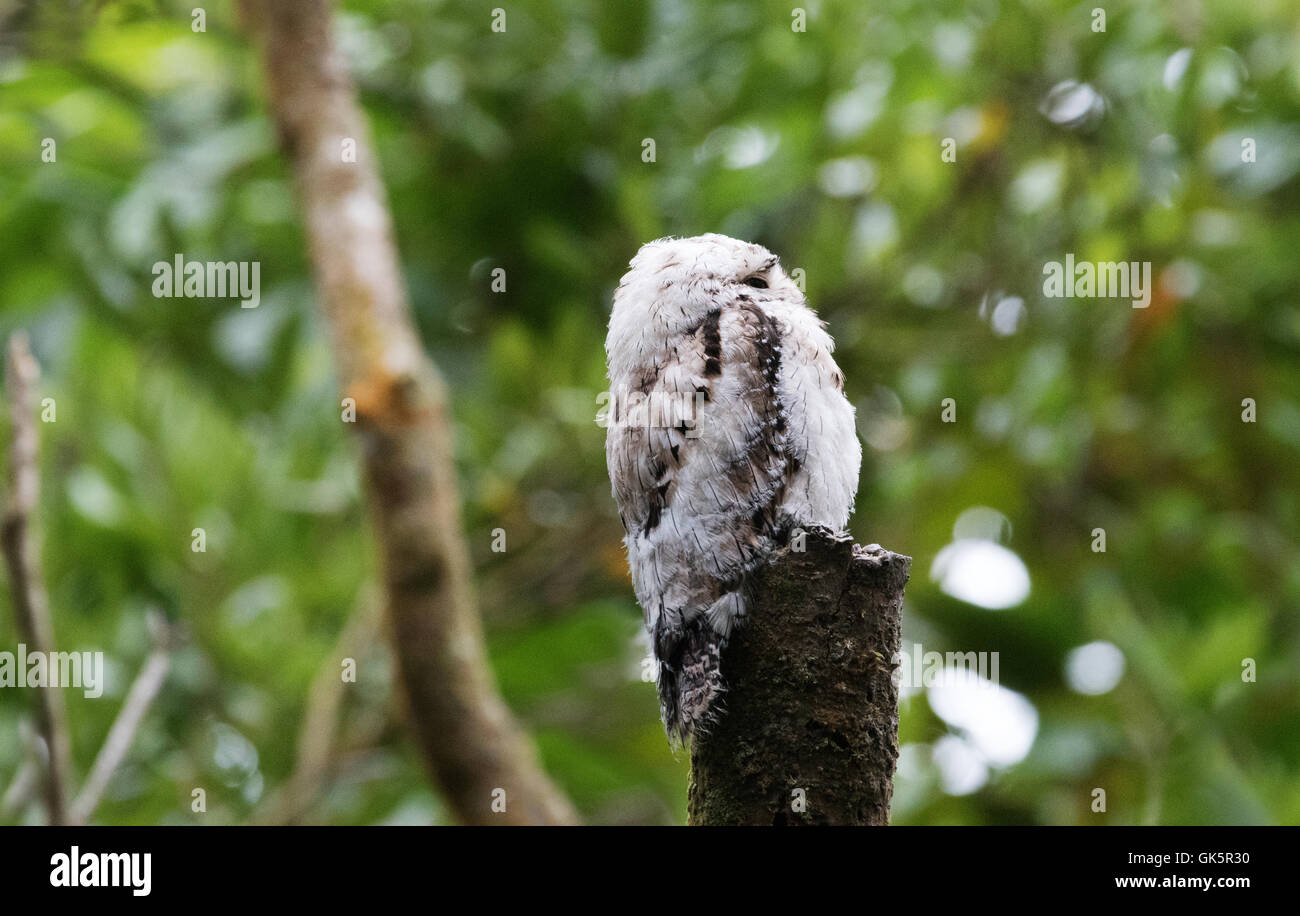 An adolescent Great Potoo bird ( Nyctibius grandis ), Monteverde, Costa ...