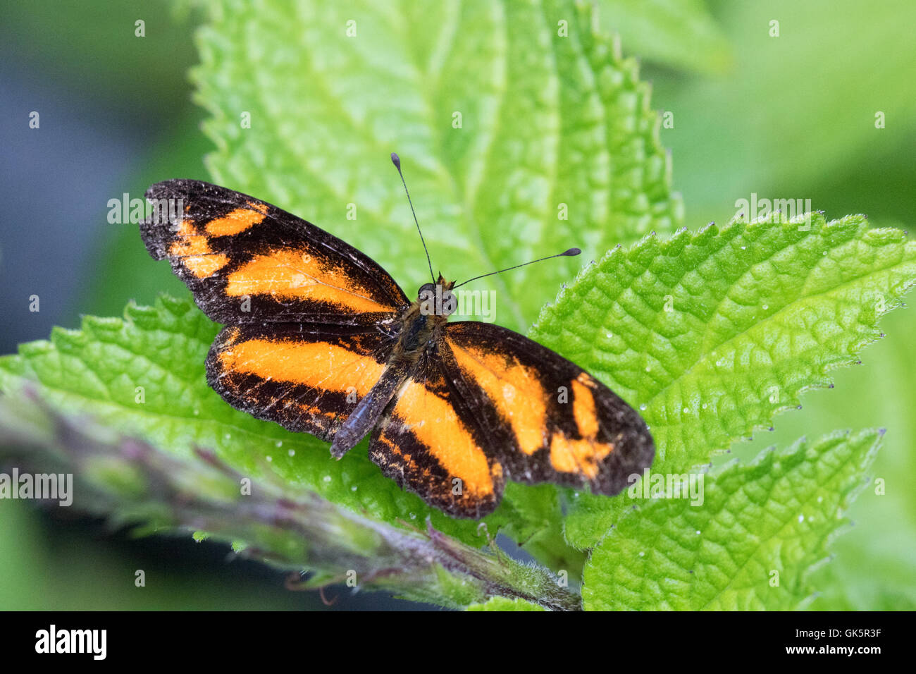 Butterflies of costa rica hi-res stock photography and images - Alamy