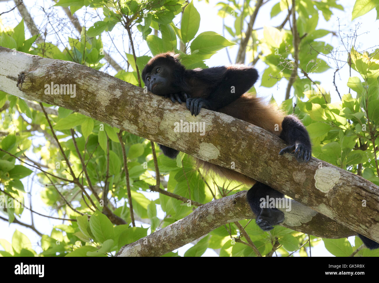 Adult Howler Monkey ( Alouatta palliata ); Wildlife in the rainforest ...