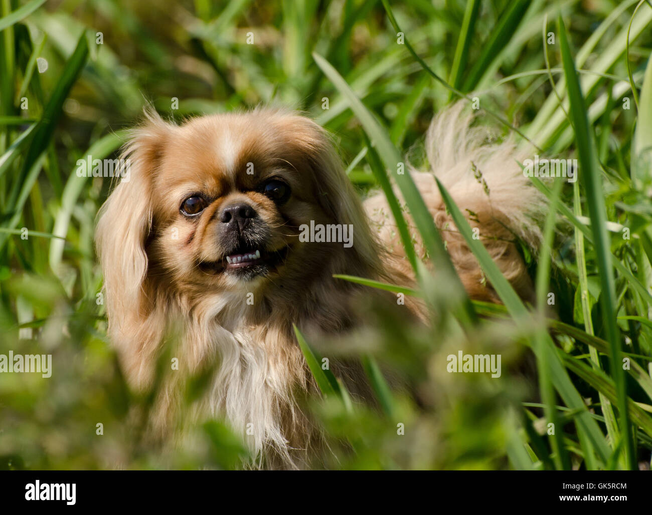 animal pet animals Stock Photo - Alamy