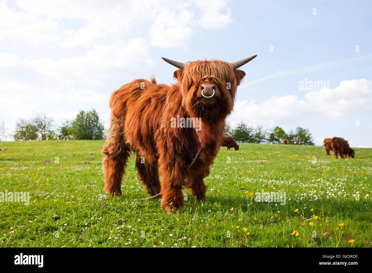 long haired cow on a meadow Stock Photo - Alamy