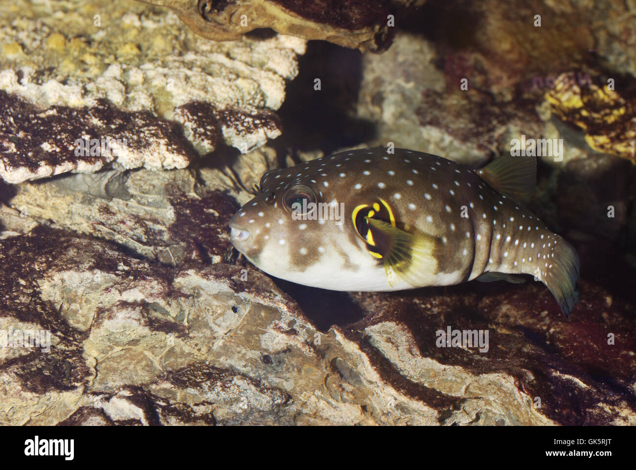 Exotic alien hi-res stock photography and images - Alamy