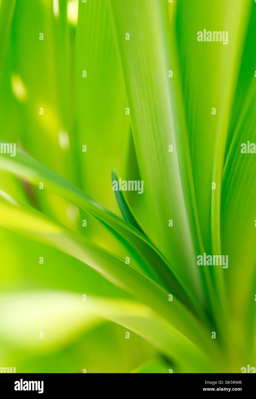 plants background - green freshness Stock Photo - Alamy