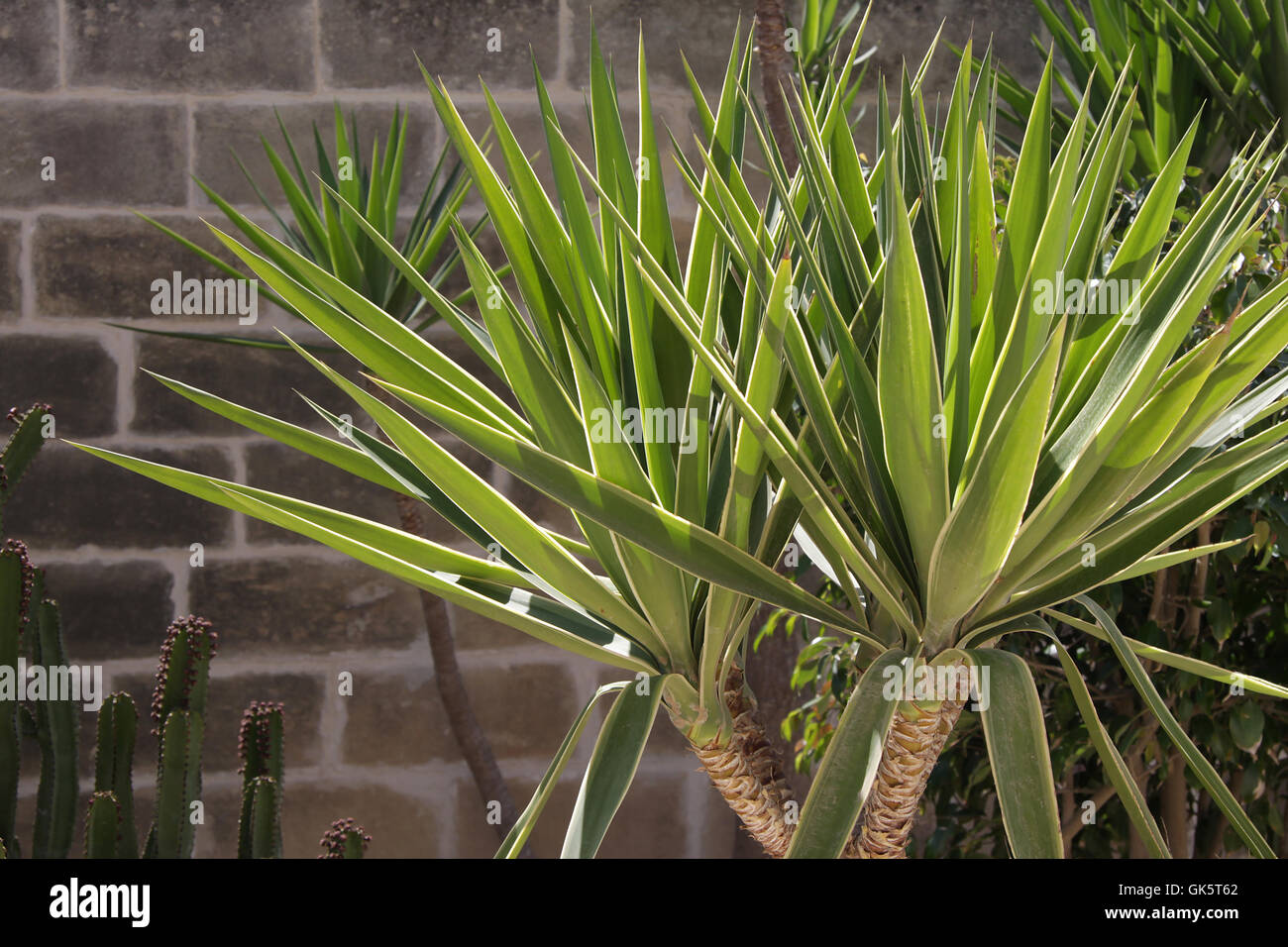 Yucca palm hi-res stock photography and images - Alamy