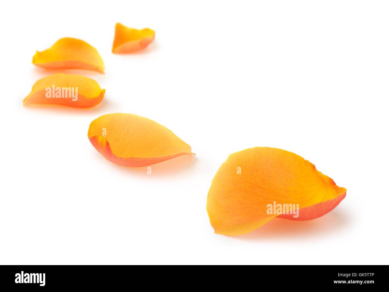 Roses isolated row hi-res stock photography and images - Alamy