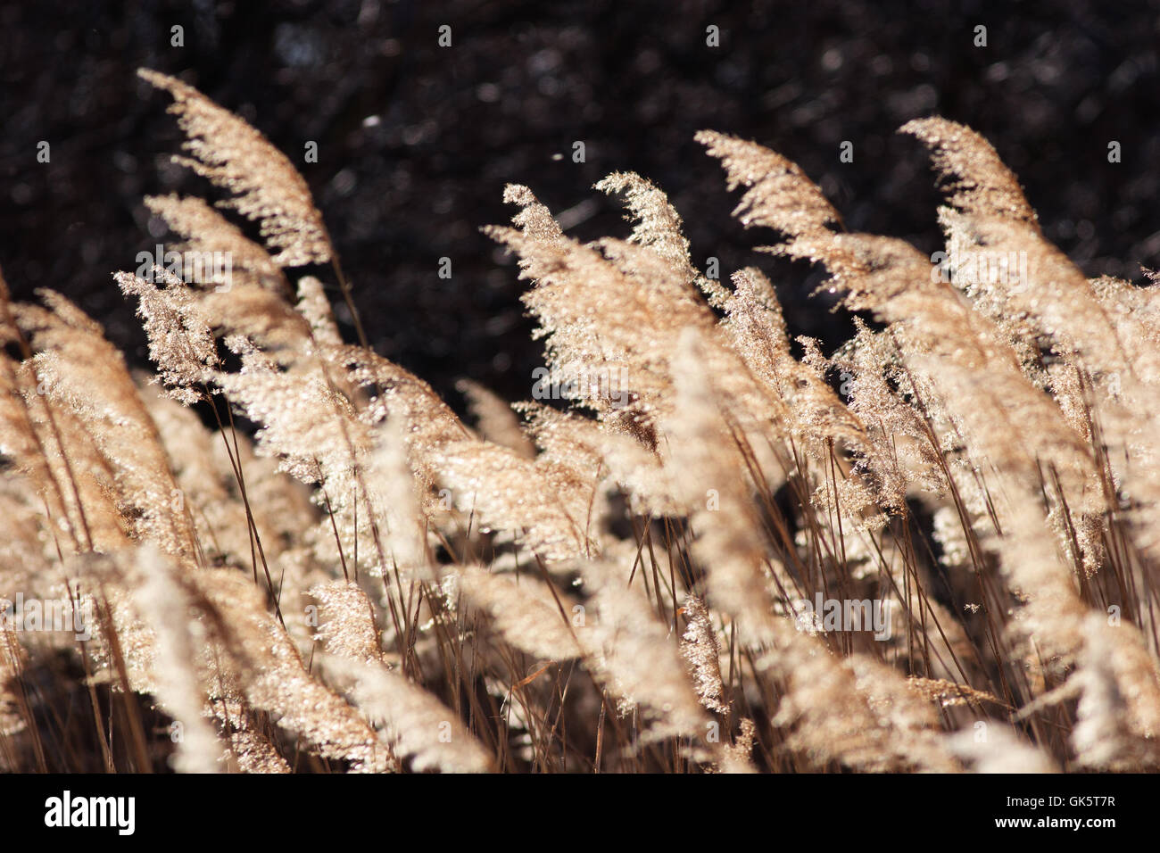 Fluffy reeds hi-res stock photography and images - Alamy