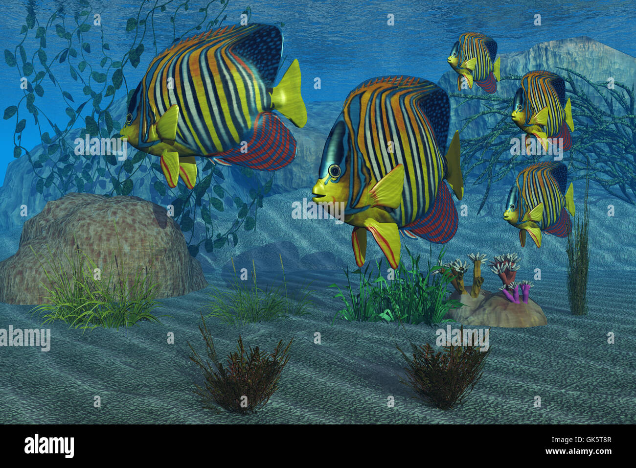Freshwater fish species angelfish hi-res stock photography and images ...