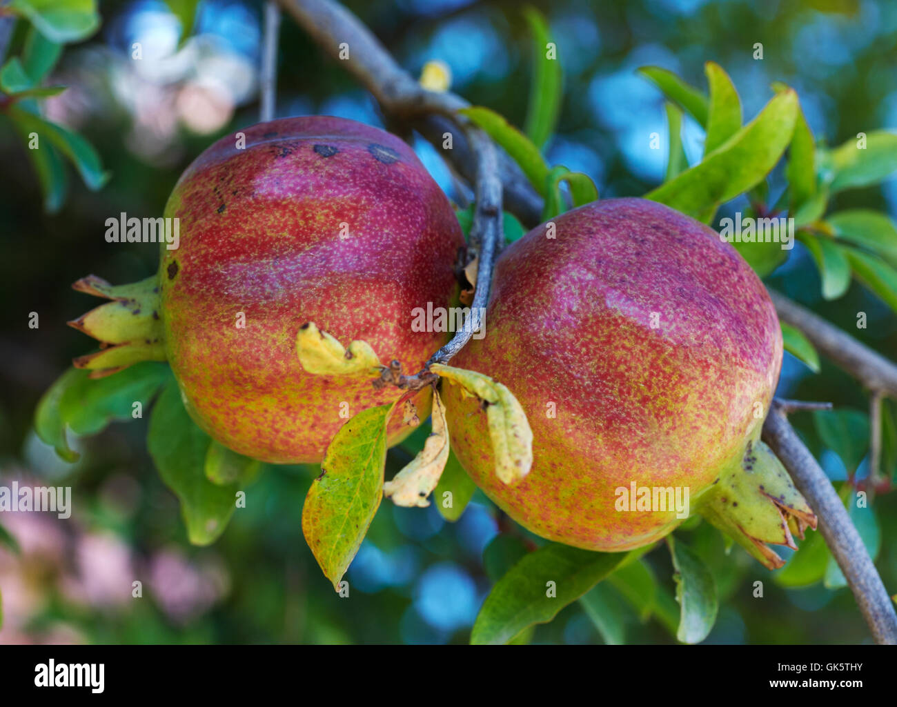 Pomegranate crown hi-res stock photography and images - Alamy