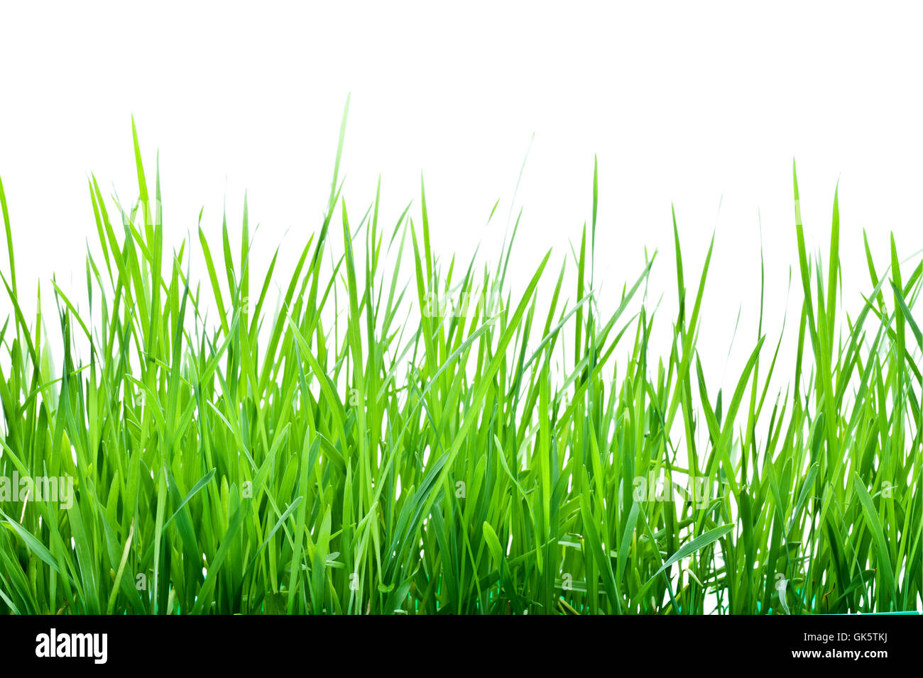 Stalks of green grass Stock Photo - Alamy