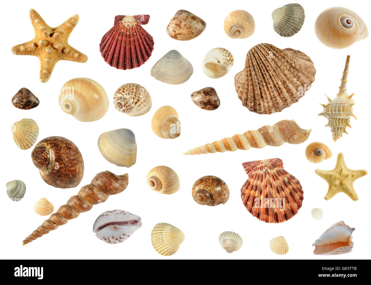 Set of sea cockleshells Stock Photo - Alamy