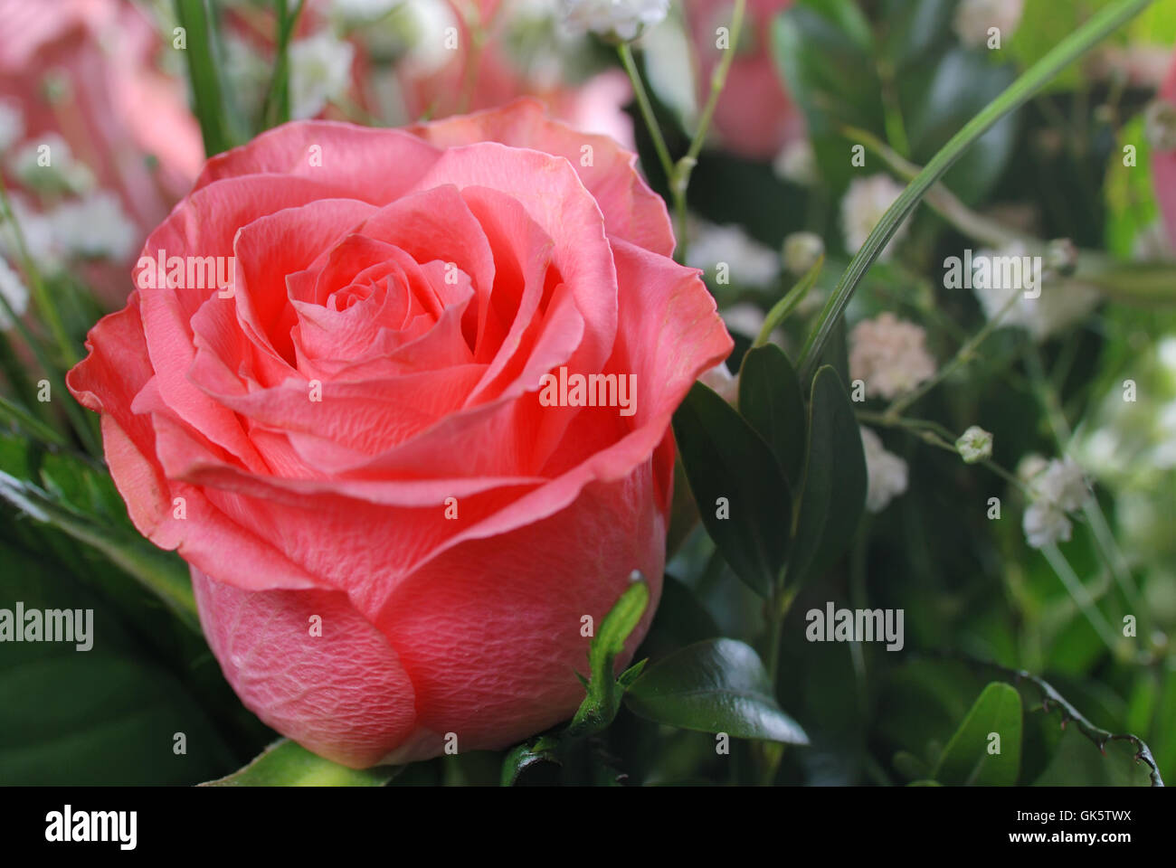 Red shiny head hi-res stock photography and images - Alamy