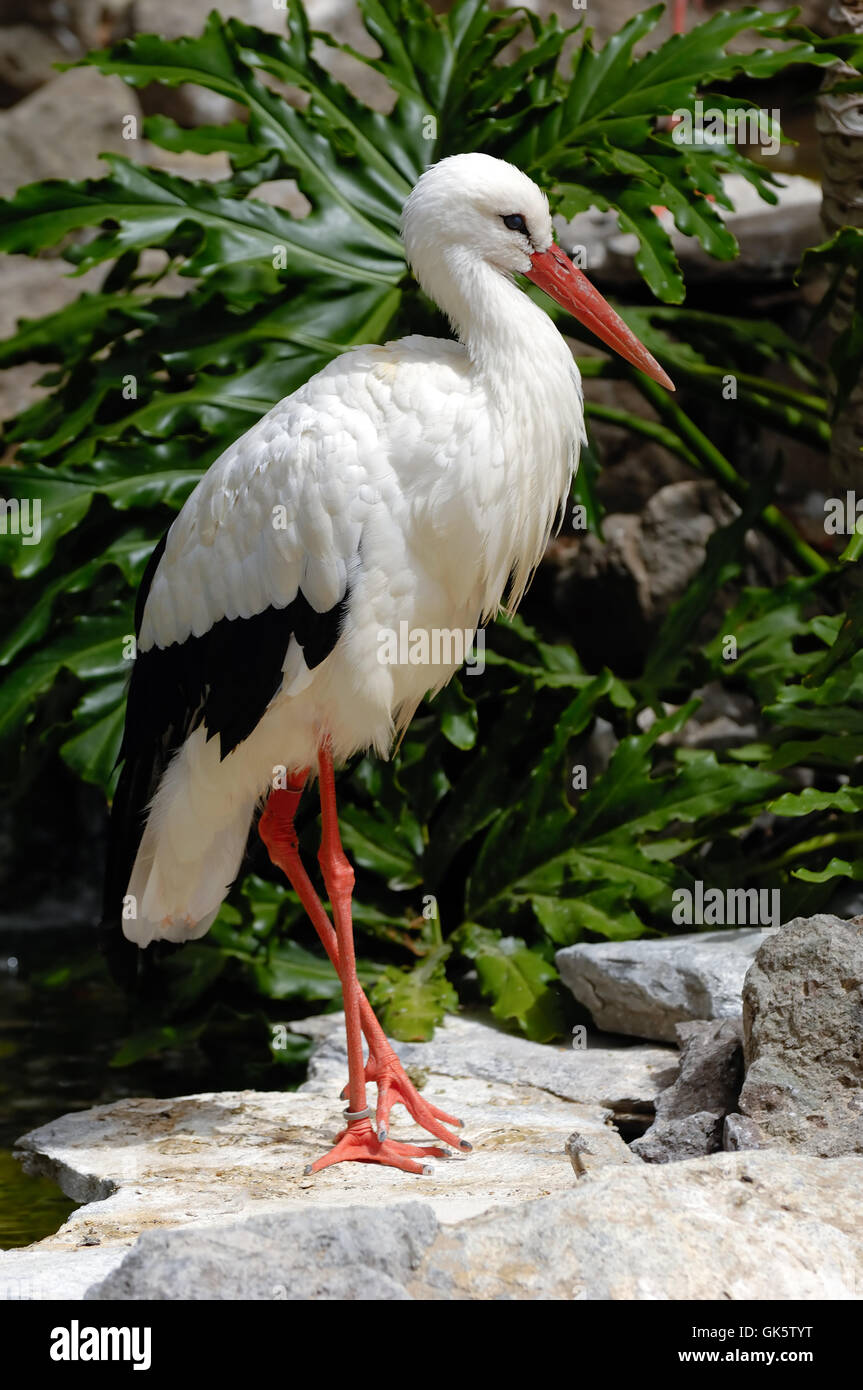 Stork Foot High Resolution Stock Photography and Images - Alamy