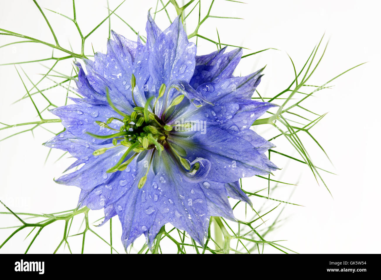 nigella (nigella damascena Stock Photo - Alamy
