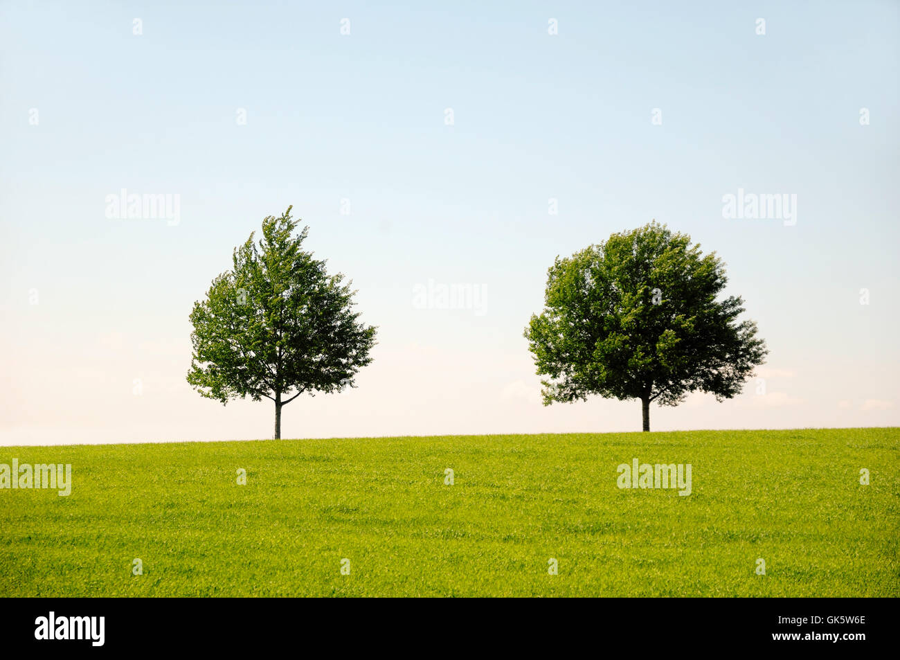 Landscape with two trees Stock Photo - Alamy