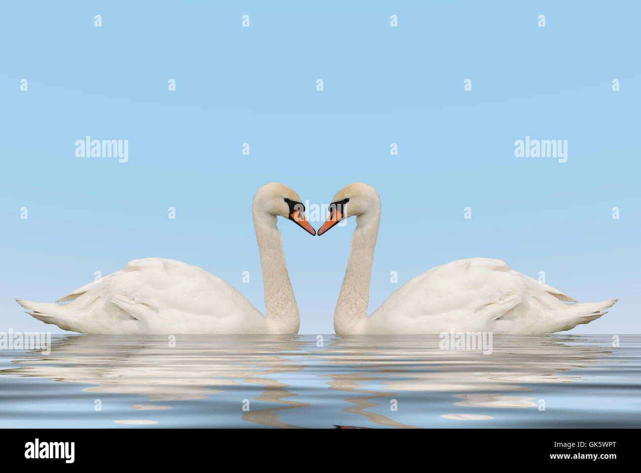 Loving two swans hi-res stock photography and images - Alamy
