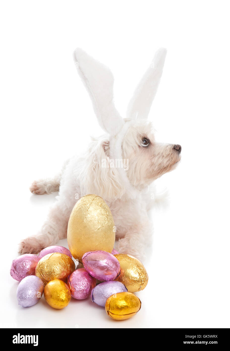 Easter dog with bunny ears and eggs Stock Photo - Alamy